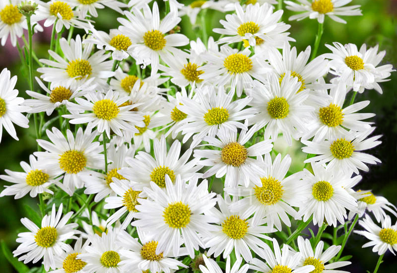 KALIMERIS INCISA 'ALBA' - Guido Van de Steen