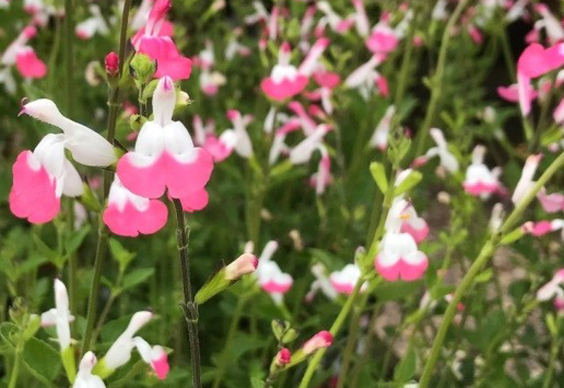 SALVIA MICROPHYLLA 'PINK LIPS' - Guido Van de Steen